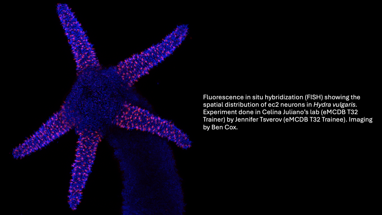 Individual Development Plan | eMCDB T32 Training Program